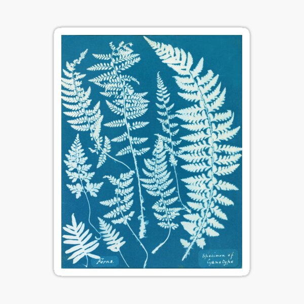 "Vintage botanical cyanotype of ferns design" Sticker by hundenkatz ...