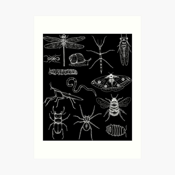 "Minibeasts Insects and Invertebrates Drawings" Art Print for Sale by ...