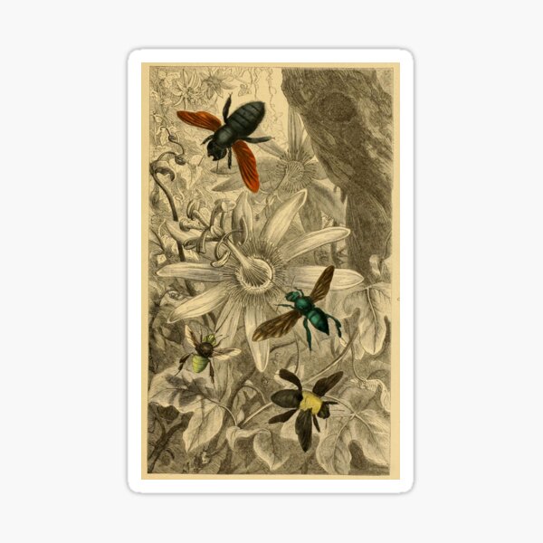 "Vintage Retro Artistic Insect Animal" Sticker by atoyz | Redbubble