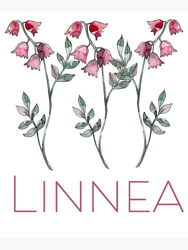 "Nordic Wildflower Linnea Twinflower Pretty Pink Flowers floral Poster ...