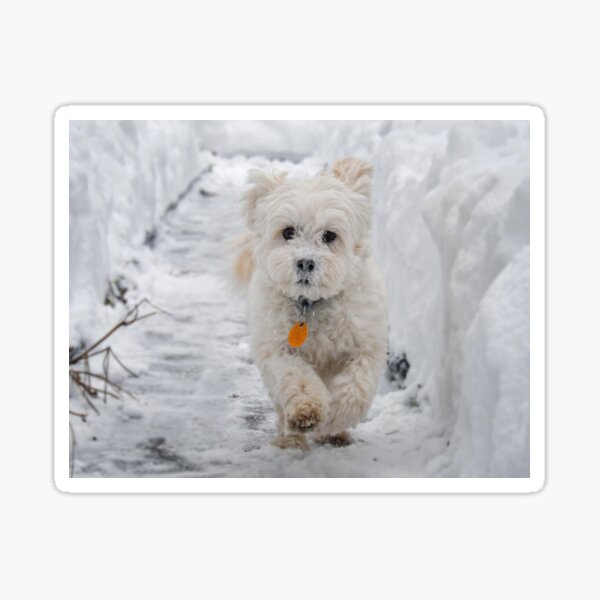 "White Maltipoo dog running in snow" Sticker for Sale by lstonekim ...