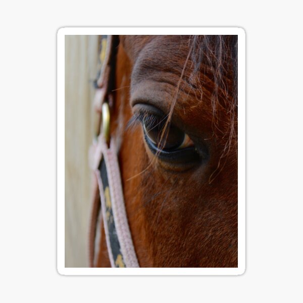 "Closeup of Horses Eye" Sticker by lstonekim | Redbubble