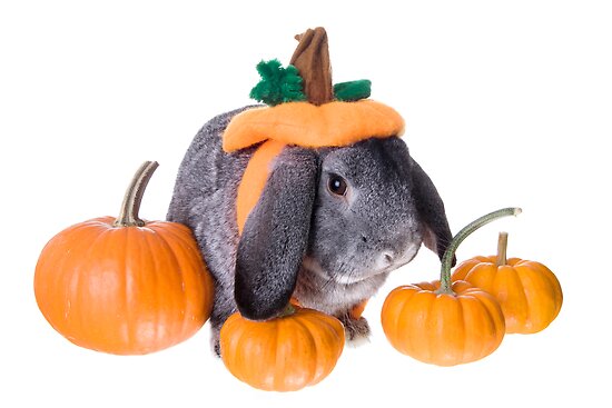 "Pumpkin Patch Rabbit" by idapix | Redbubble