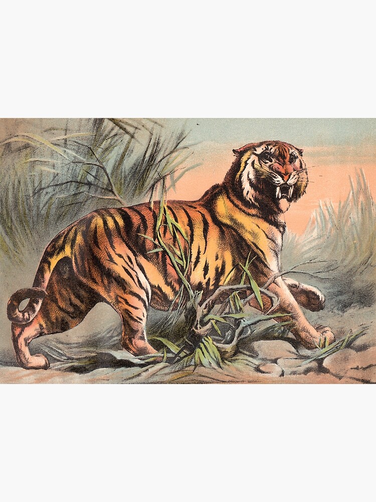 "Royal Bengal Tiger" Poster for Sale by VintageABC | Redbubble