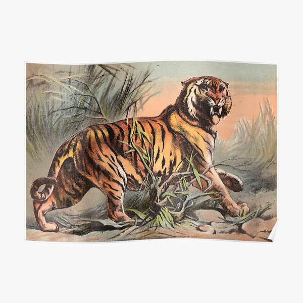 "Royal Bengal Tiger" Poster for Sale by VintageABC | Redbubble