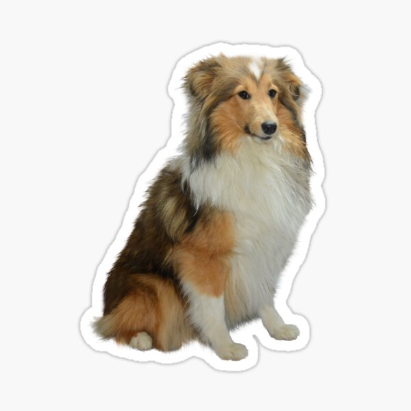 "a beautiful dog sitting quietly" Sticker by planeteTerre | Redbubble