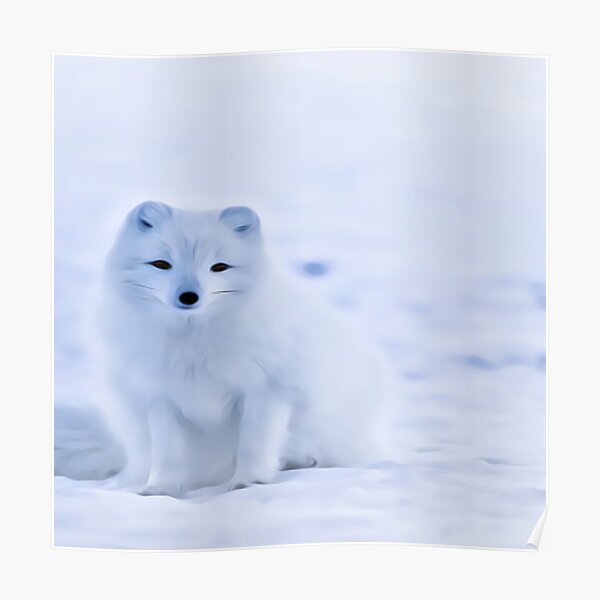 "Arctic White Fox" Poster for Sale by luka-shop4u | Redbubble