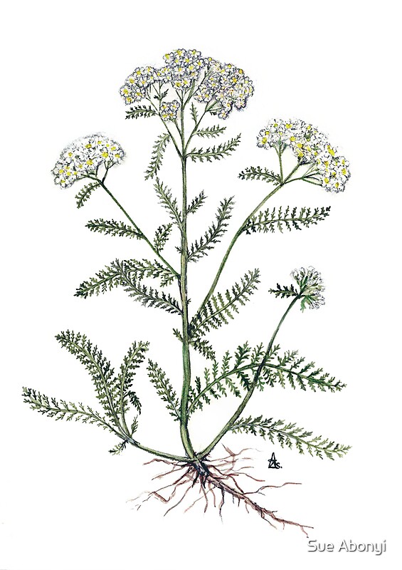"Yarrow - Achillea millefolium" by Sue Abonyi | Redbubble