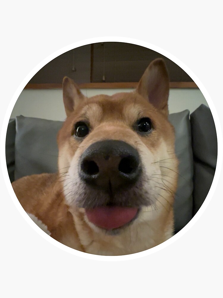 "BLEP" Sticker by ffoxxmmcclloudd | Redbubble