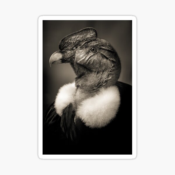 "Andean Condor Justice" Sticker for Sale by alanshapiro | Redbubble
