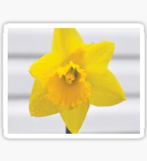 Daffodil: Stickers | Redbubble