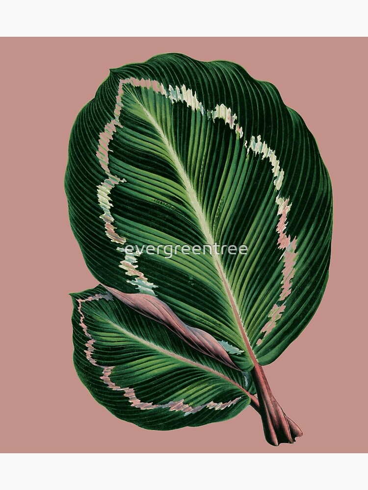 Lámina artística «Rosa pintada Calathea Planta Hojas redondeadas Planta ...