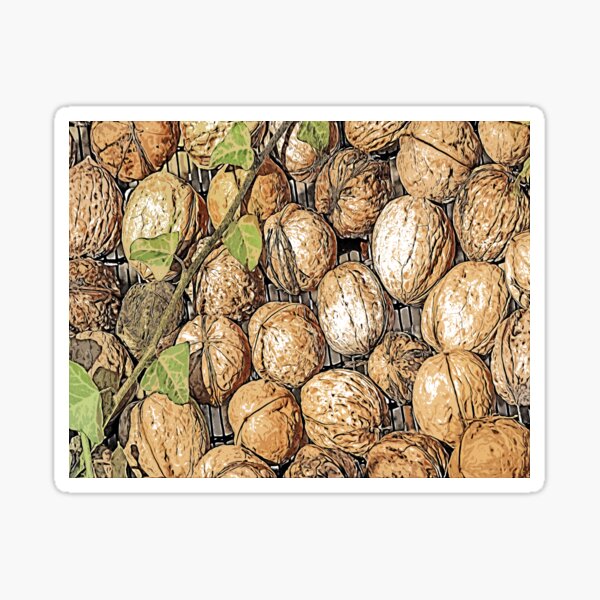 "Vegan style Walnuts in the shell color art" Sticker by artdragongift ...