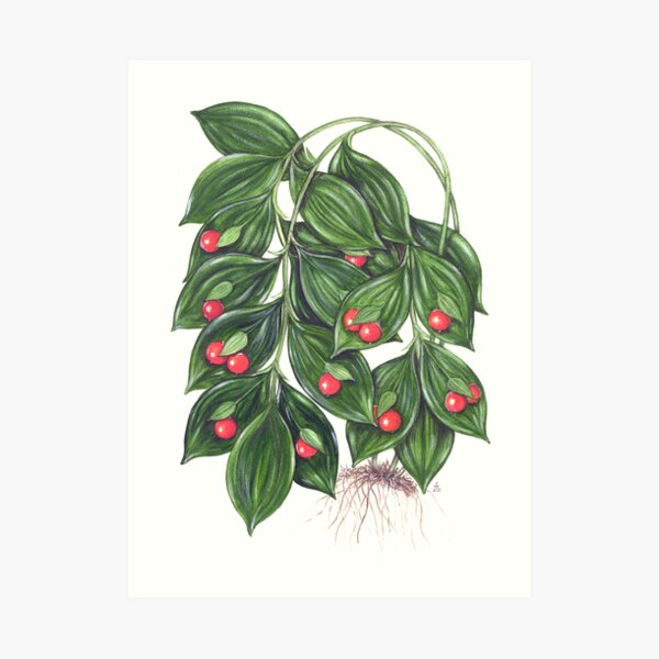 "Miraculous Berry - Ruscus hypoglossum" Art Print by Kirke | Redbubble