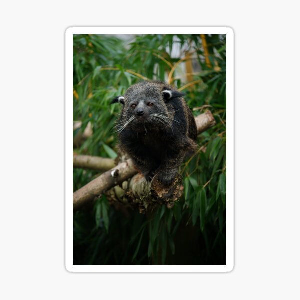 "Binturong" Sticker by rawshutterbug | Redbubble
