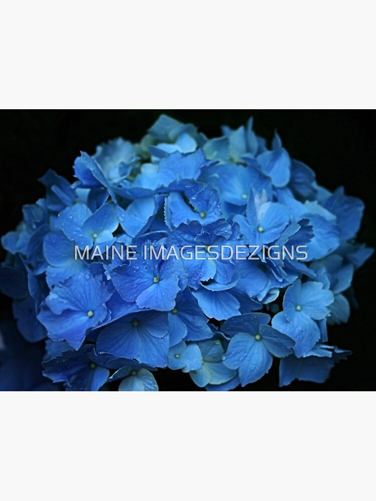 "Beautiful Blue Hydrangea " Sticker by IMAGESDEZIGNS | Redbubble
