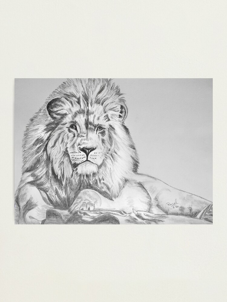 Lámina fotográfica «Dibujo a lápiz original Dibujo de un león» de ... Lámina fotográfica «Dibujo a lápiz original Dibujo de un león» de ...
