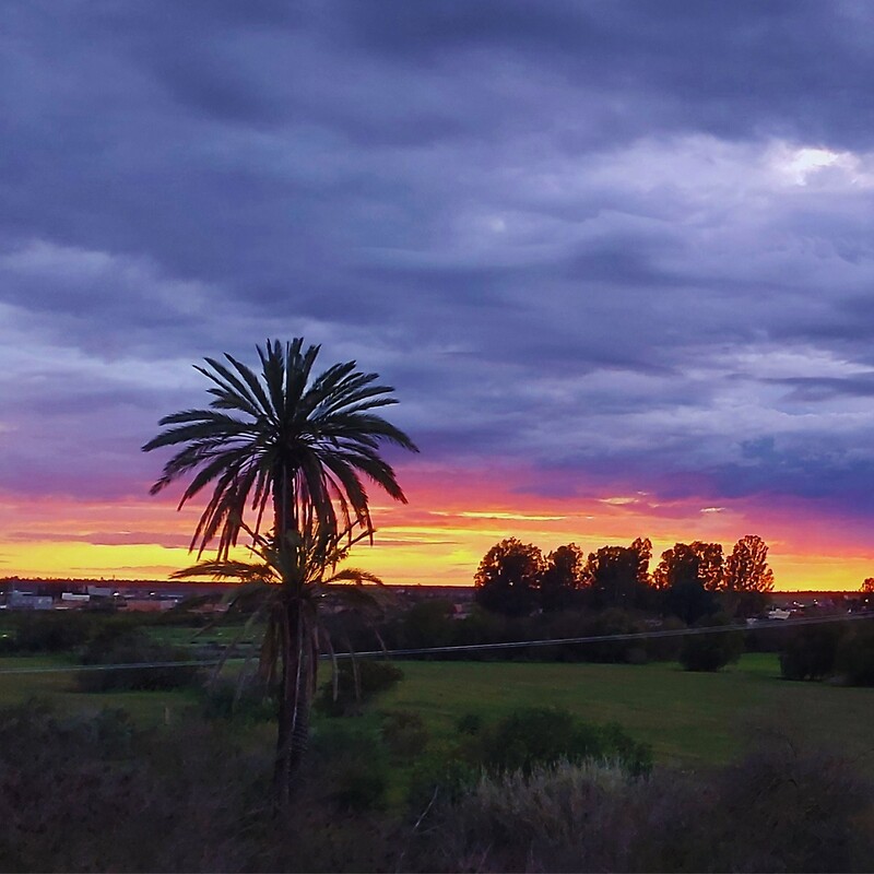 "Beautiful Sunset Sky and Palm Tree, Spring Time MOROCCO" by SulmohArt ...