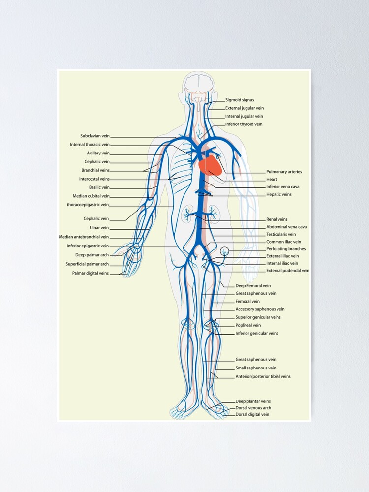 "Human Venous Circulation System" Poster for Sale by hicDZ | Redbubble