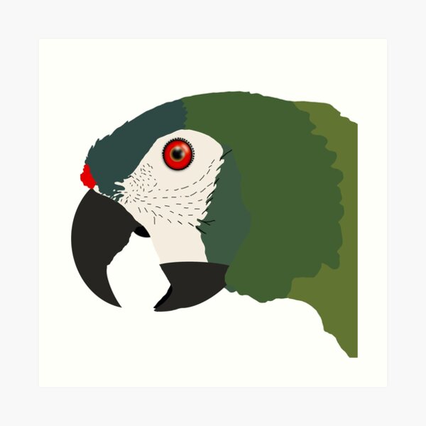 "AAA Illigers Macaw Kirby kromsnavel-vrienden without AAA" Art Print by ...