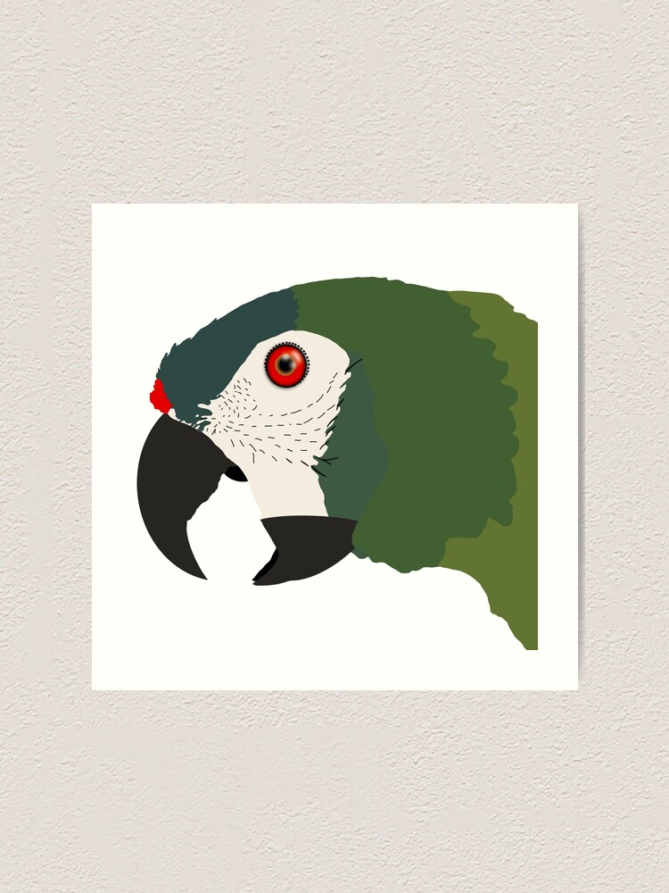 "AAA Illigers Macaw Kirby kromsnavel-vrienden without AAA" Art Print by ...