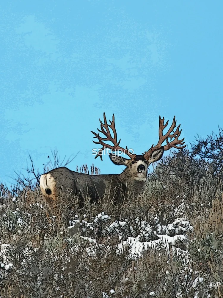 Monster Mule Deer Bucks
