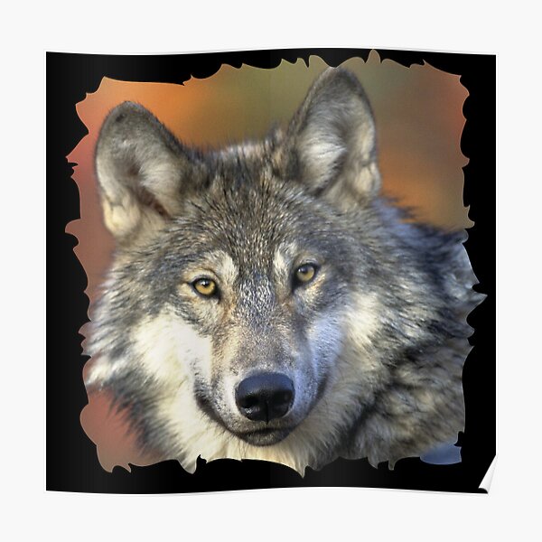 "Gray Wolf Face" Poster for Sale by alw951 | Redbubble