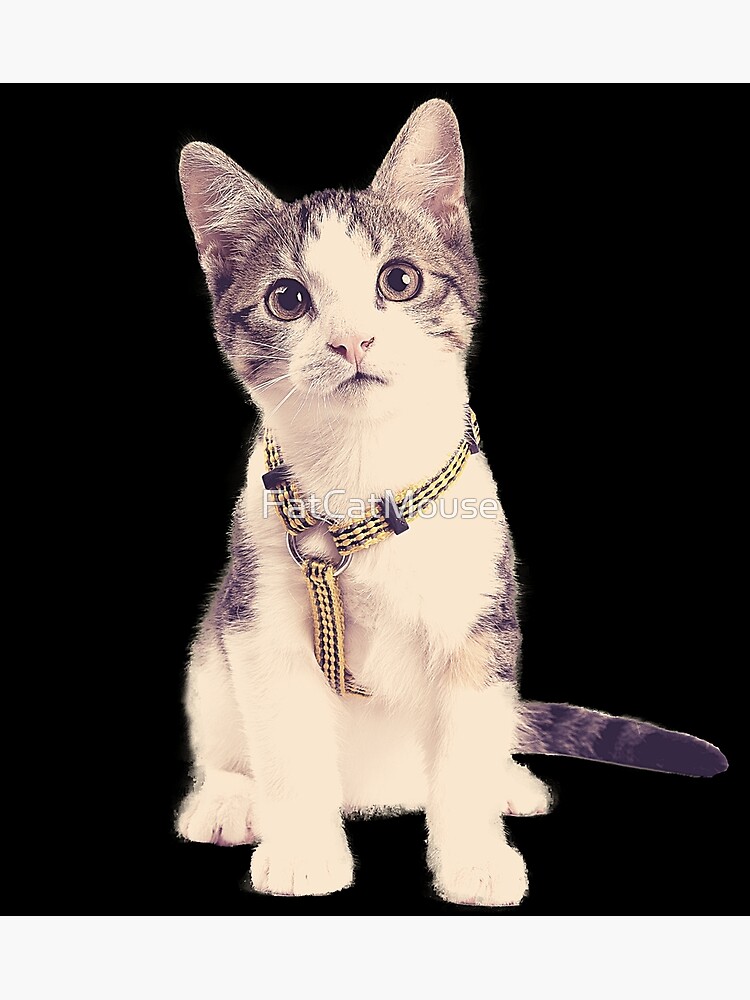 Lámina fotográfica «Philip Cat Chilling, fotos de gatos reales, gatitos ...