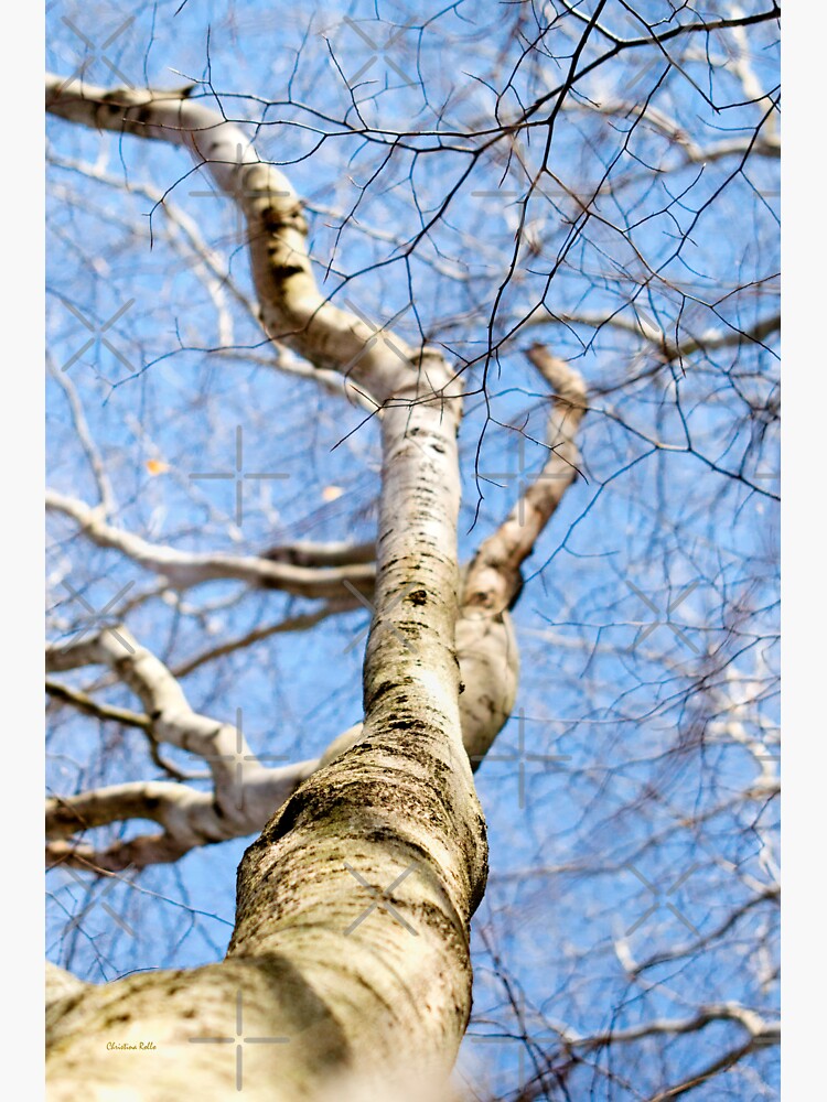 "Beech Tree" Sticker by rollosphotos | Redbubble