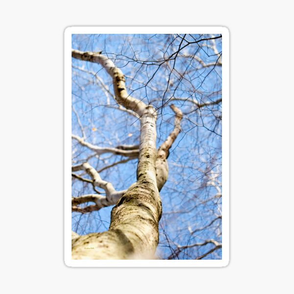"Beech Tree" Sticker by rollosphotos | Redbubble
