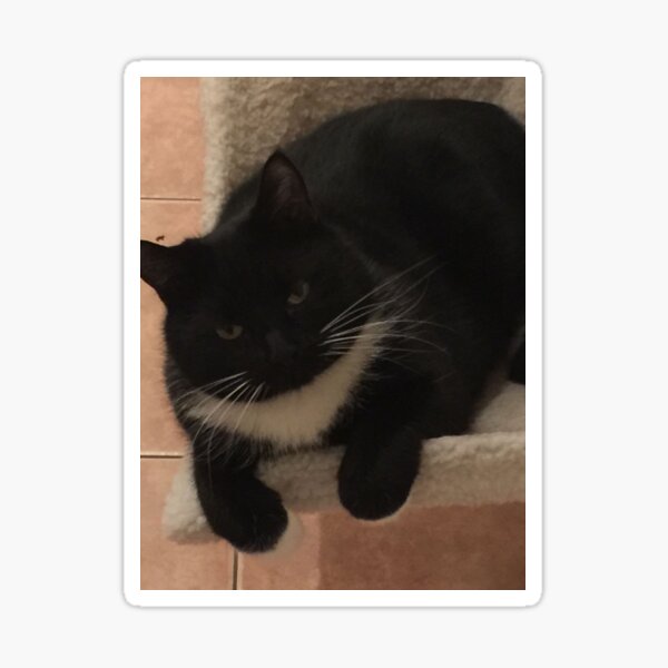 "Panther cat" Sticker for Sale by JamieHicken | Redbubble