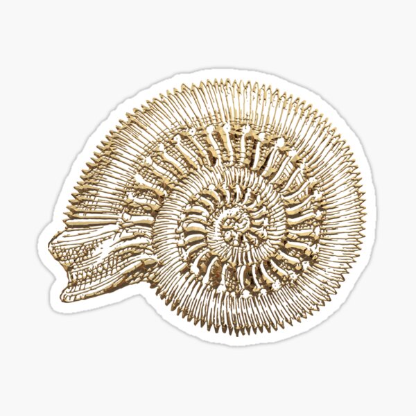 "Fossil Record - Golden Ammonite Fossil on Square Black Canvas #2 ...