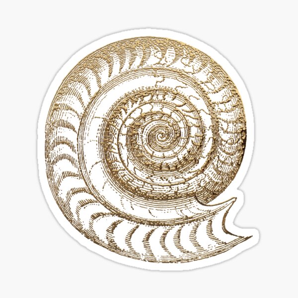 "Fossil Record - Golden Ammonite Fossil on Square Black Canvas #3 ...