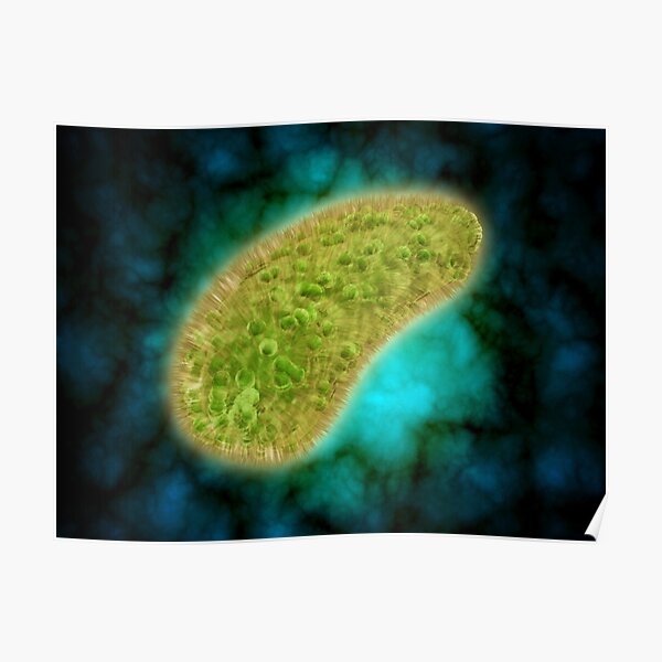 "Microscopic view of Paramecium bursaria." Poster for Sale by ...