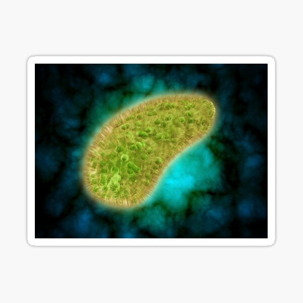 "Microscopic view of Paramecium bursaria." Sticker for Sale by ...