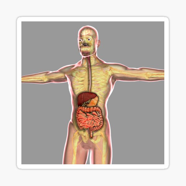"Human digestive system." Sticker for Sale by StocktrekImages | Redbubble
