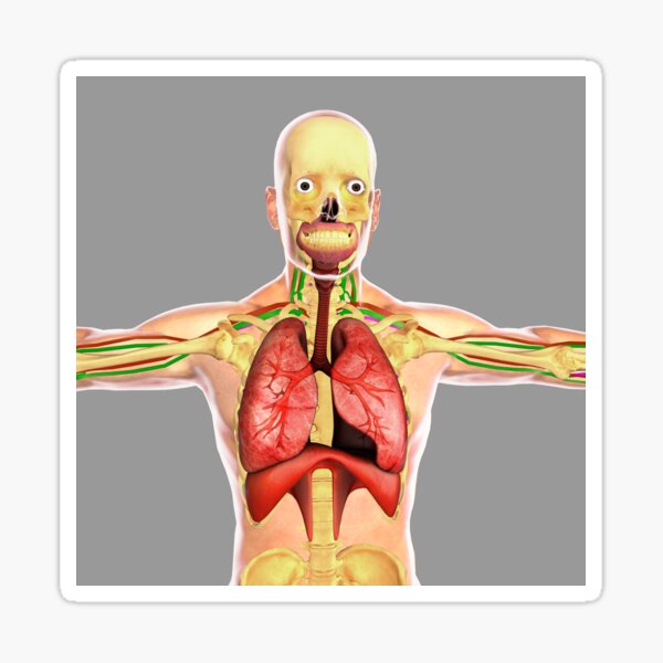 "Human respiratory system." Sticker for Sale by StocktrekImages | Redbubble