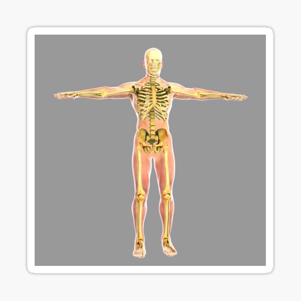 "Human skeletal system." Sticker by StocktrekImages | Redbubble