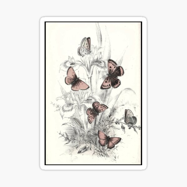 "Vintage Animal Butterfly Retro" Sticker for Sale by atoyz | Redbubble