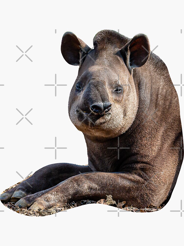 "Brazilian Tapir" Sticker for Sale by Dalyn | Redbubble