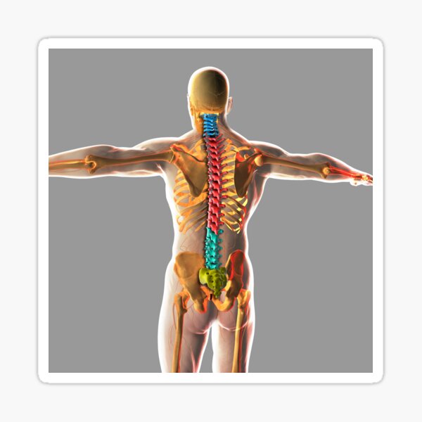 "Human spinal cord." Sticker by StocktrekImages | Redbubble