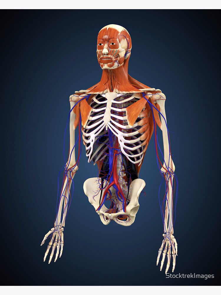 Pegatina «La parte superior del cuerpo humano muestra los huesos, los ...
