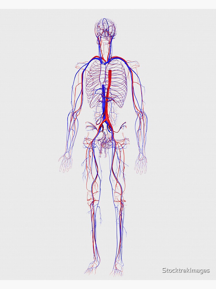 "Human circulatory system." Sticker for Sale by StocktrekImages | Redbubble