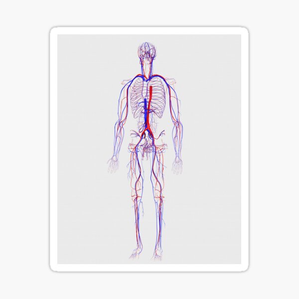 "Human circulatory system." Sticker for Sale by StocktrekImages | Redbubble