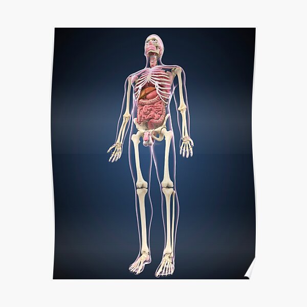 "Full length view of male human body with organs." Poster by ...