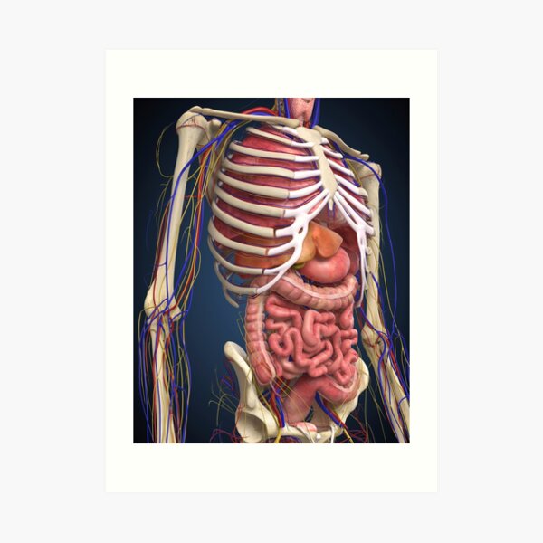 "Human midsection with internal organs." Art Print for Sale by ...
