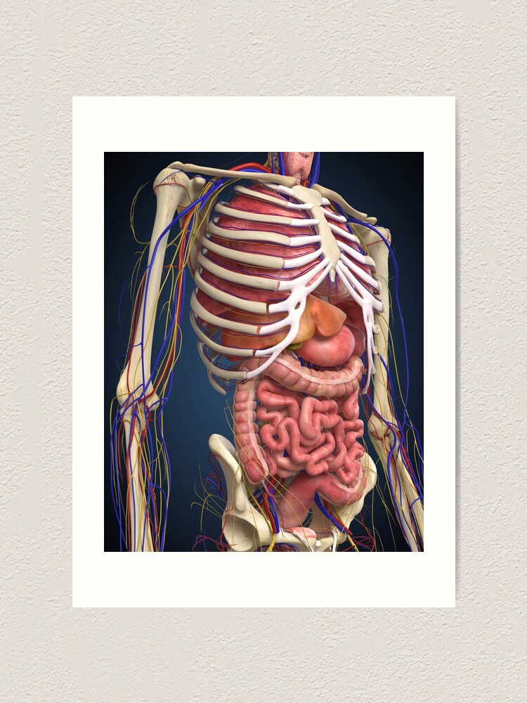 "Human midsection with internal organs." Art Print for Sale by ...