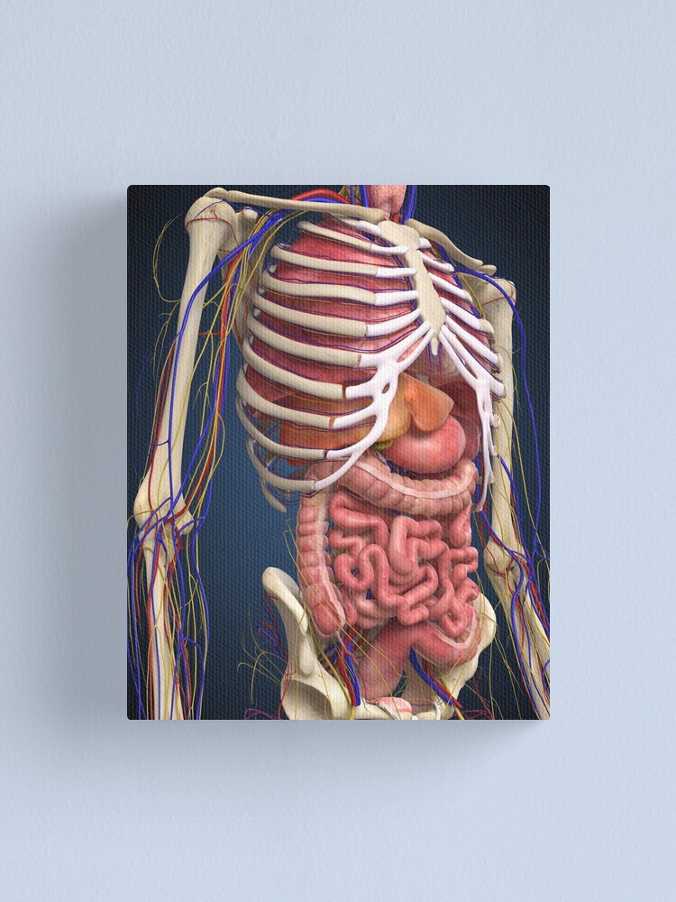 "Human midsection with internal organs." Canvas Print for Sale by ...