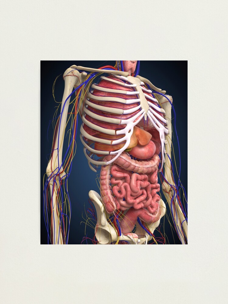 "Human midsection with internal organs." Photographic Print by ...