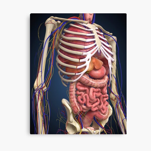 "Human midsection with internal organs." Canvas Print for Sale by ...